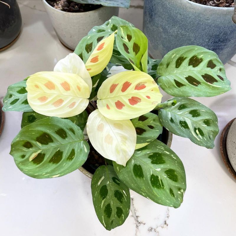 Jual Tanaman hias calathea levonero varigata / calathea maranta ...