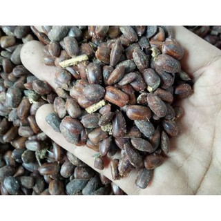 Jual Jual Biji Trembesi Siap Tanam | Shopee Indonesia
