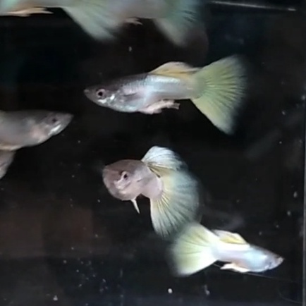 Jual Guppy Metal Pingu Grade A per pair Indonesia|Shopee Indonesia