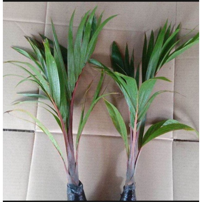 Jual TANAMAN HIAS PALEM MERAH/TANAMAN HIAS PALEM BOTOL MERAH SESUAI ...