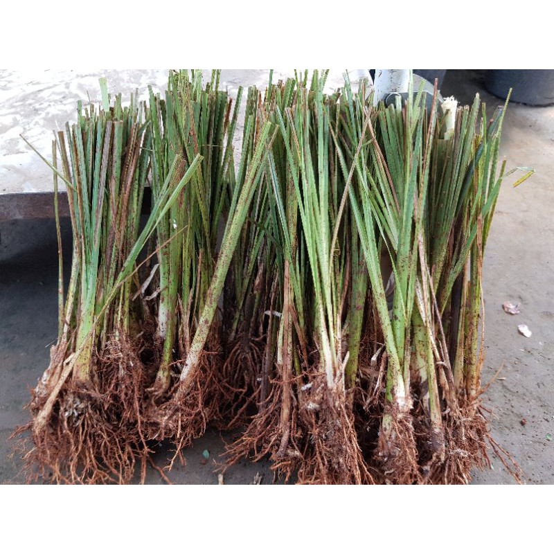 Jual rumput vetiver | akar wangi | rumput india Indonesia|Shopee Indonesia