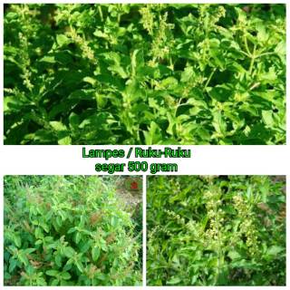 Jual DAUN LAMPES RUKU-RUKU SEGAR 500 GRAM | Shopee Indonesia