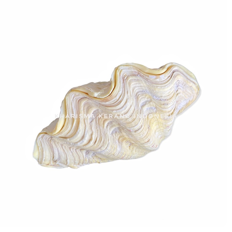 Jual TRIDACNA CROCEA SHELL TYPE AJ THE BORING CLAM CROCUS CLAM SHELL ...