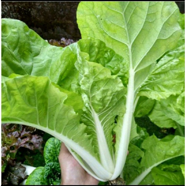 Jual Benih Sayur Samhong King - Sawi Keriting ( 250 Grm ) | Shopee ...