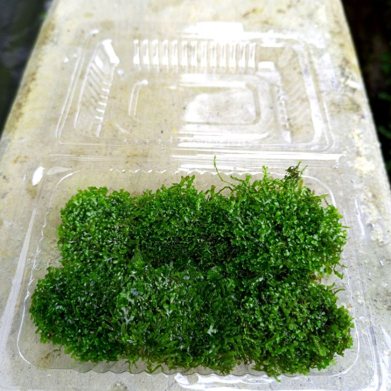 Jual ricardia mini moss aquascape media mika Indonesia|Shopee Indonesia