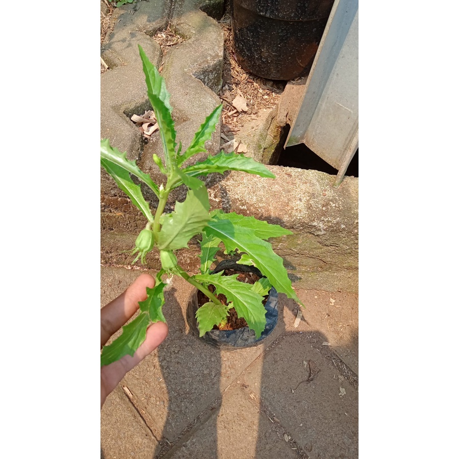 Jual Tanaman herbal pohon kitolod bunga katarak | Shopee Indonesia