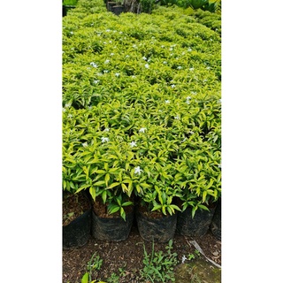 Jual TANAMAN SABRINA MINI TANAMAN HIAS SABRINA BUNGA PUTIH SABRINA ...