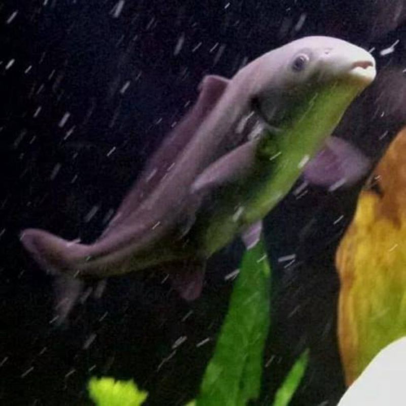 Jual ikan hias aquascape baby dolphin lumba-lumba air tawar (eastern ...