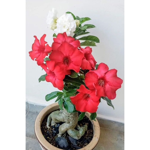 Jual PROMO!! Adenium bunga tumpuk perfect-bibit adenium bunga tumpuk ...