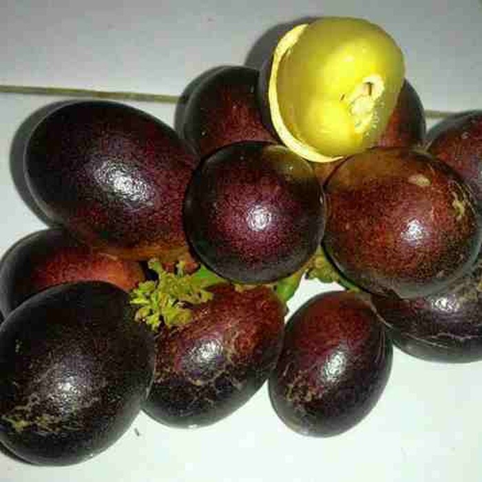 biji benih buah matoa fruit | Shopee Indonesia biji benih buah matoa fruit | Shopee Indonesia