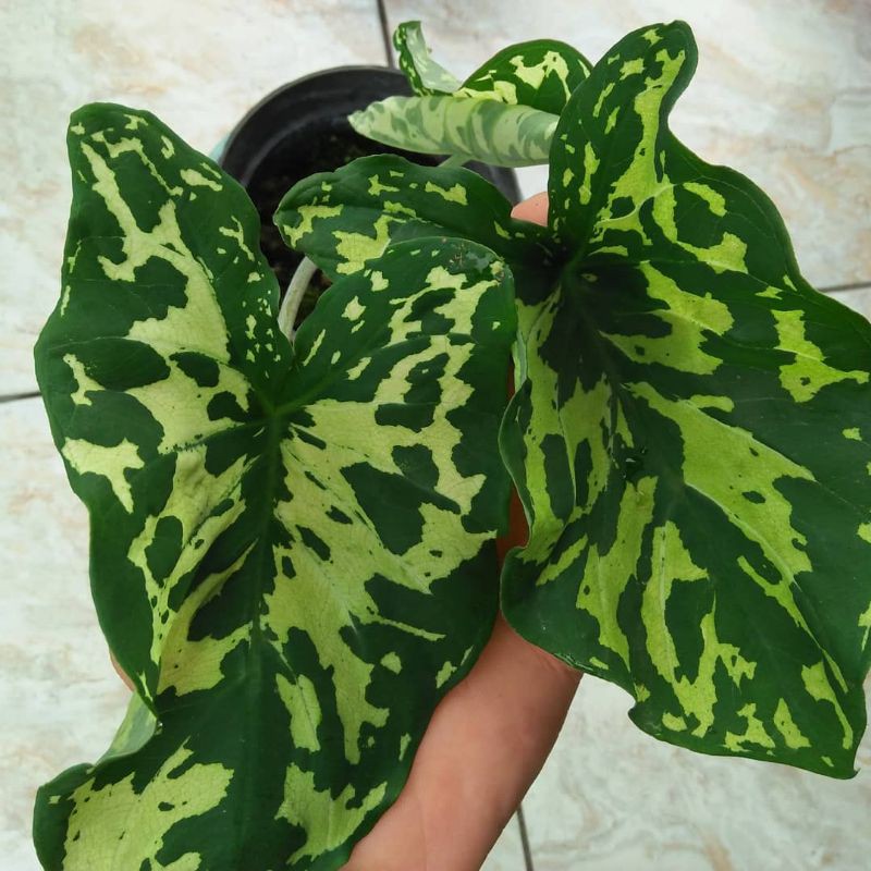 Jual Tanaman Caladium Army Look - tanaman hias - tanaman Hilo beauty ...