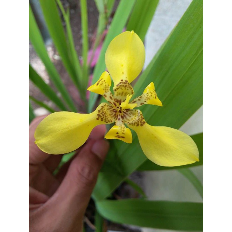 Jual Pohon Bunga airis, bunga iris kuning, tanaman hias murah | Shopee ...