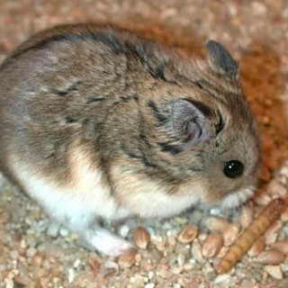Jual Hamster Campbell, winter white, Hybrid Golden / argente Indonesia ...