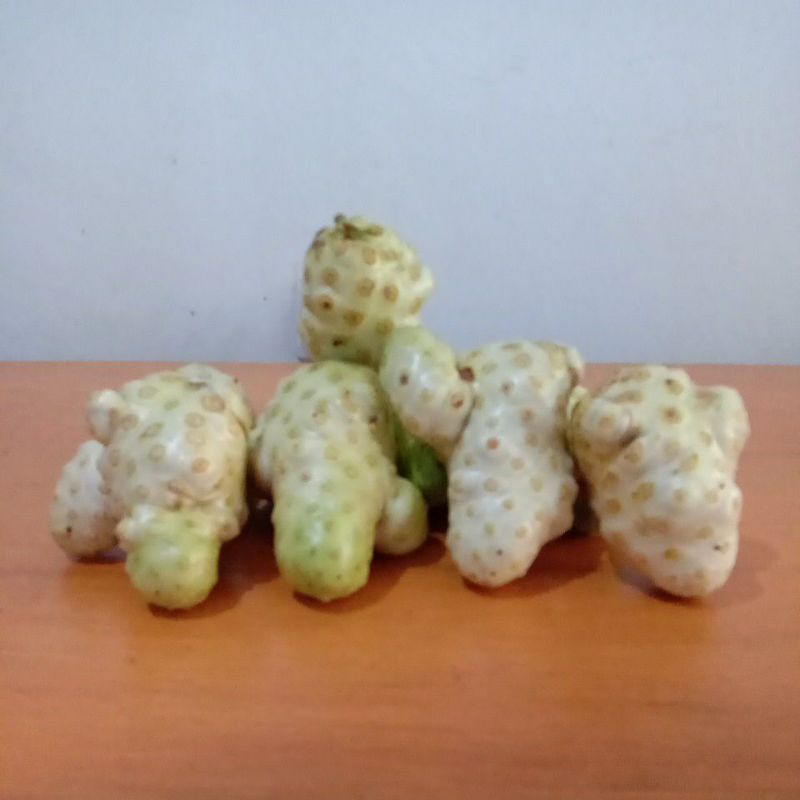 Jual Buah mengkudu segar 2 kg Pace, Noni, Morinda citrifolia | Shopee ...