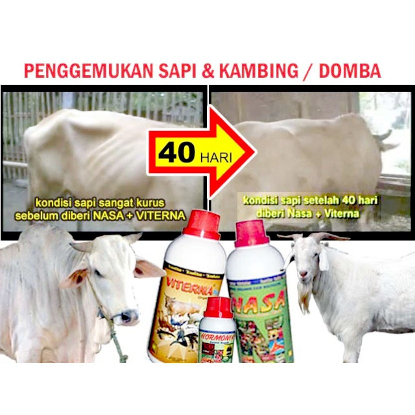 Jual Paket Organik Nasa Budidaya Penggemukan Sapi Potong / Kambing ...