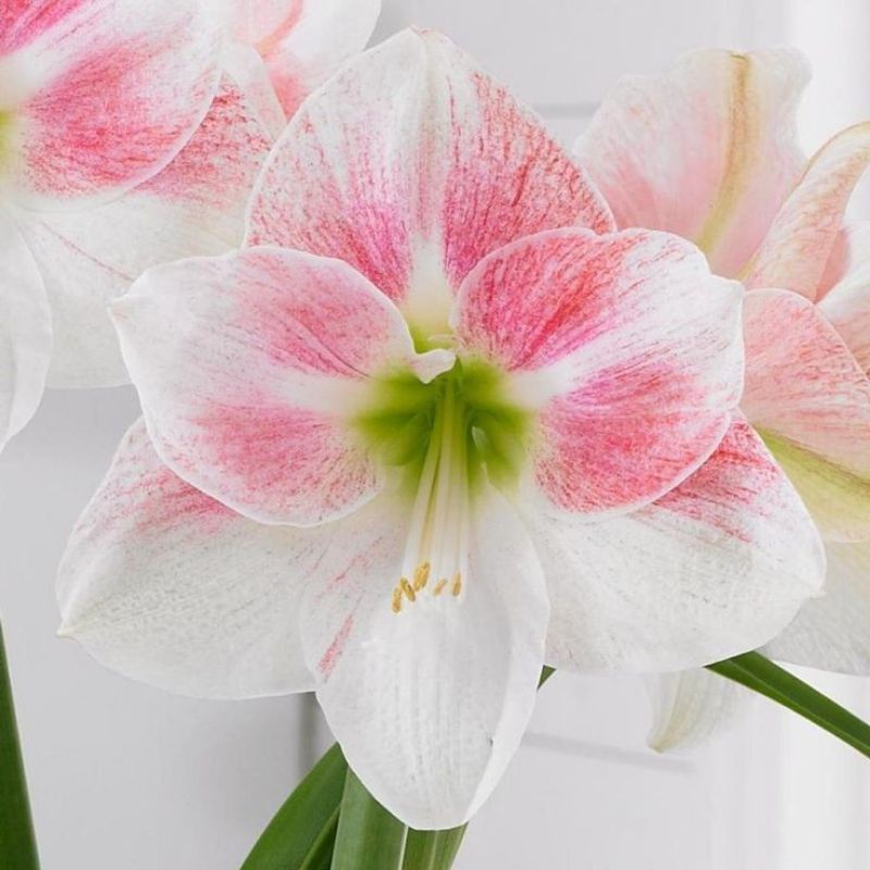 Jual Tanaman hias Bakung amarilis bunga putih pink cantik-tanaman hidup ...