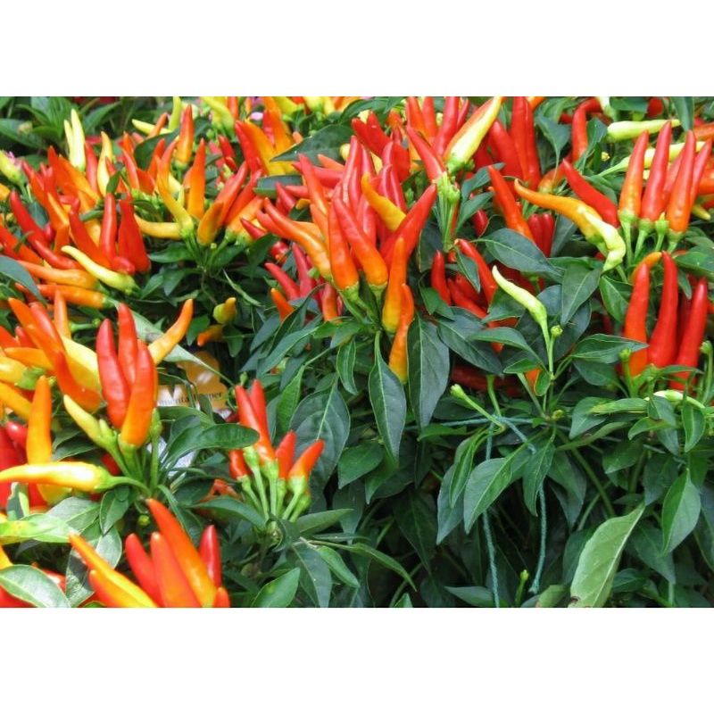 Produk NIKKI BIBIT TANAMAN | Shopee Indonesia