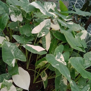 Jual Tanaman Hias Sente Variegata / Alocasia Macrorrhiza Variegata (3 ...