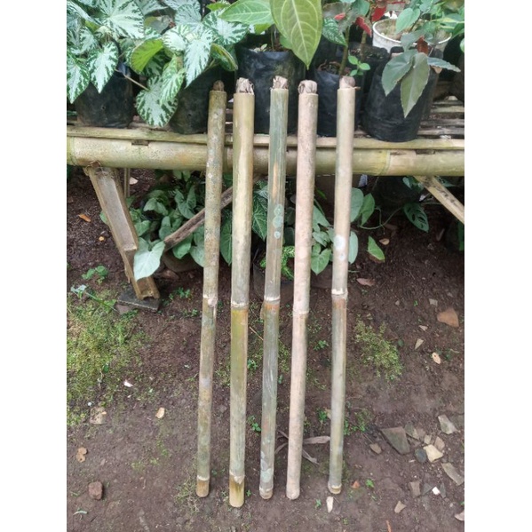 Jual Bambu Obor Api + Sumbu Panjang 100cm | Shopee Indonesia