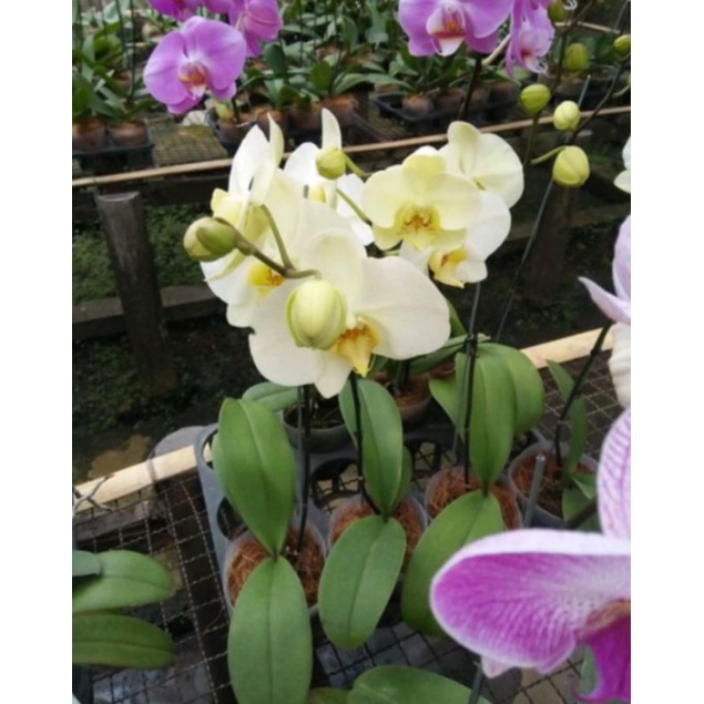 Jual 5 macam tanaman hias angrek bulan mini remaja siap berbunga ...