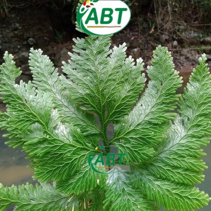 Jual Tanaman hias pakis paku rane - tanaman hias hutan langka | Shopee ...