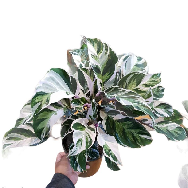 Jual Tanaman hias Calathea Tissue varigata / pohon Thai beauty varigata ...