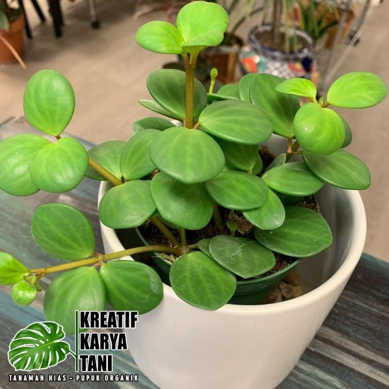 Jual Tanaman hias Hoya Hope - Hoya coin - Hoya koin | Shopee Indonesia