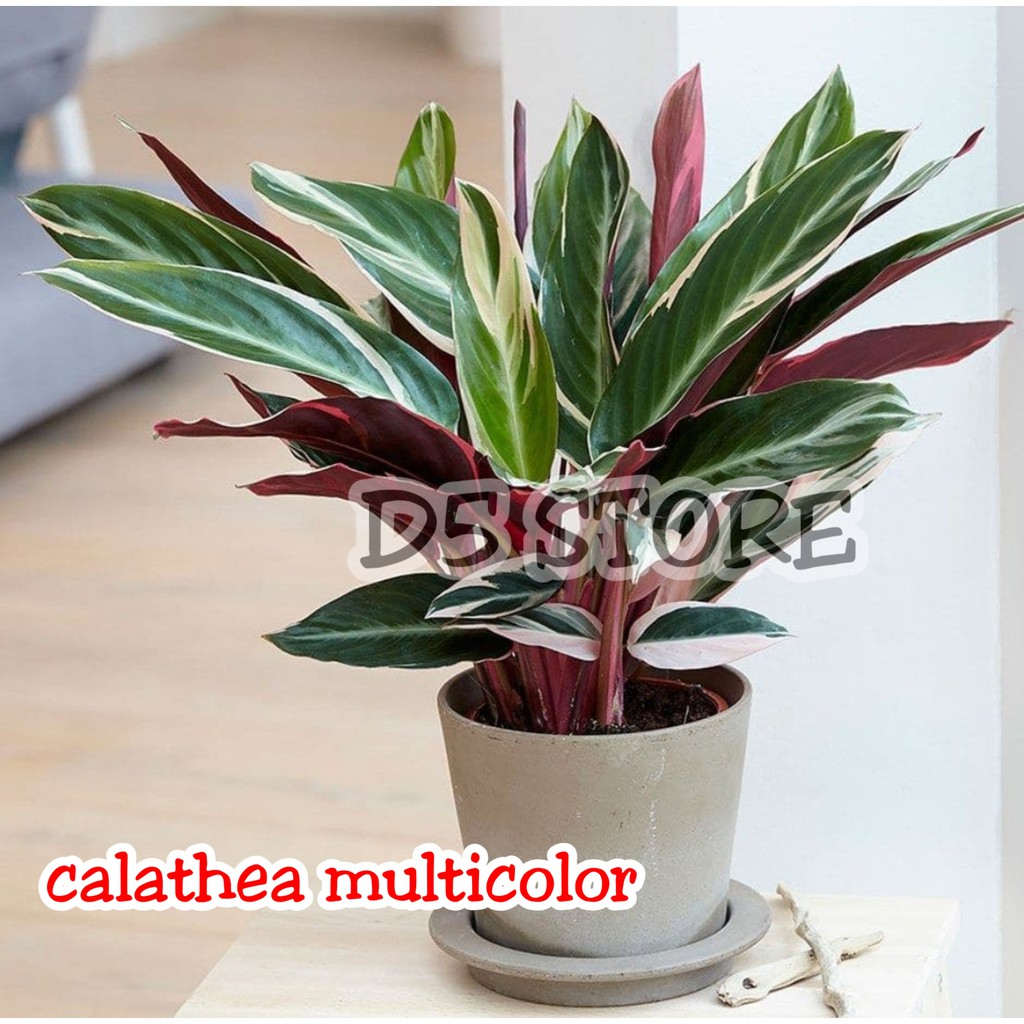 Jual Calathea Tanaman hias calathea Tanaman hias hidup Tanaman hias ...
