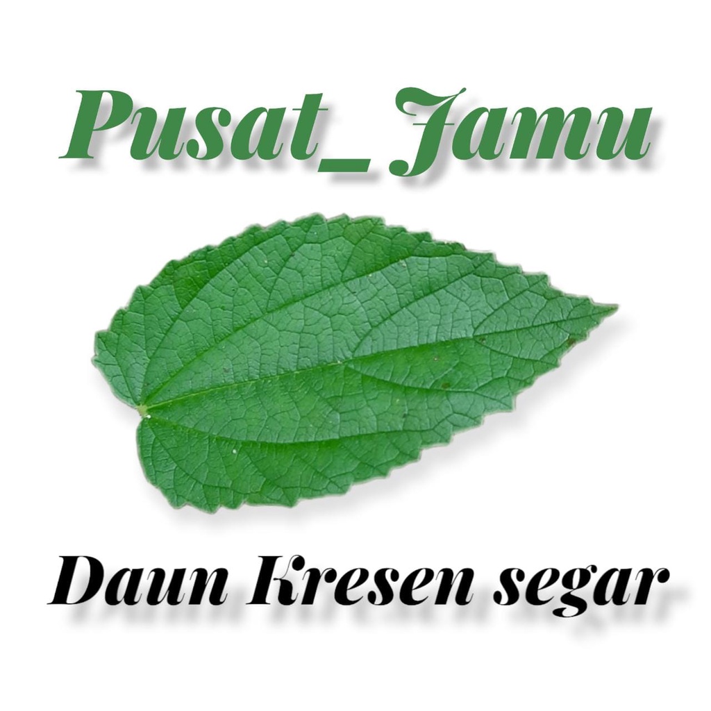 Jual Daun kresen segar 100 gram daun talok segar per 100 gram | Shopee ...