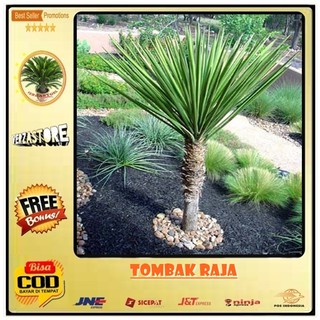 Jual biji benih tanaman tombak raja /2 butir | Shopee Indonesia