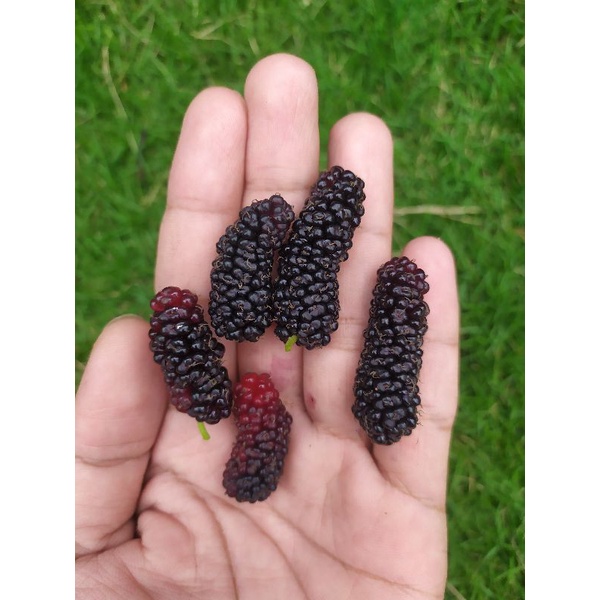 Jual Murbei berbuah murbei jumbo / jenis Morus Alba | Shopee Indonesia