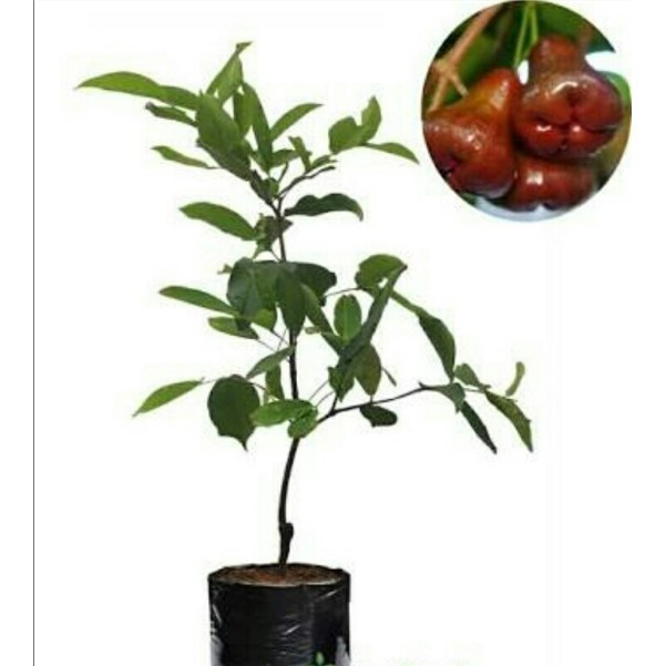 Jual Bibit Jambu Air Cincalo Merah Okulasi Unggul | Shopee Indonesia