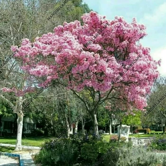 Jual jual Tanaman Hias Tabebuya Pink - Bibit Pohon Tabebuya Bunga ...