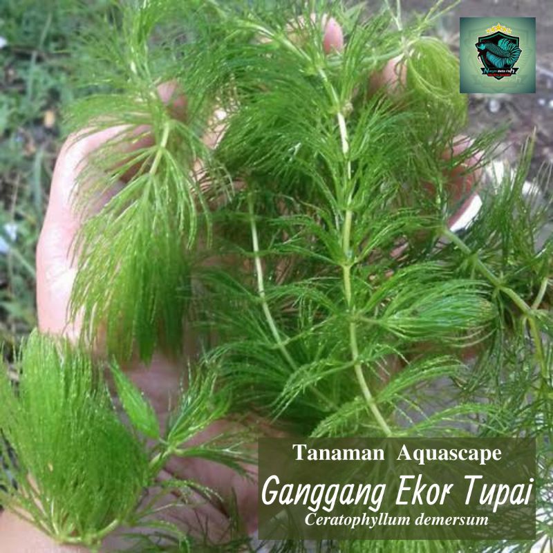 Jual Ganggang air media burayak | Shopee Indonesia