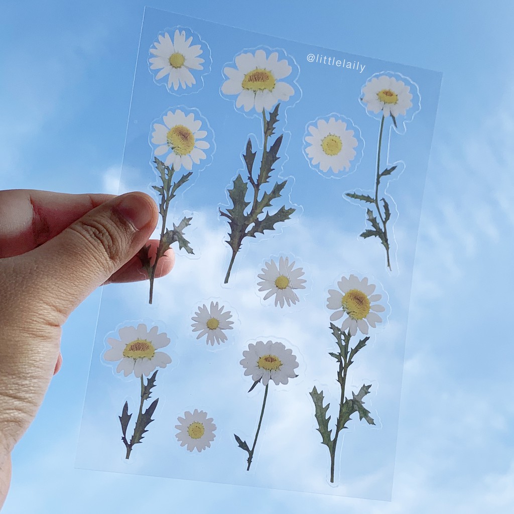 Sticker Waterproof Cutting Transparan Bunga Daisy, Daun / Sticker ...