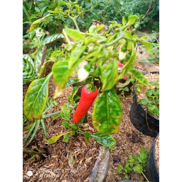 Jual tanaman pohon cabai besar | Shopee Indonesia