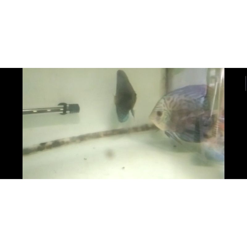Jual Ikan Discus Tiger Mozaik 3,5 inch | Shopee Indonesia