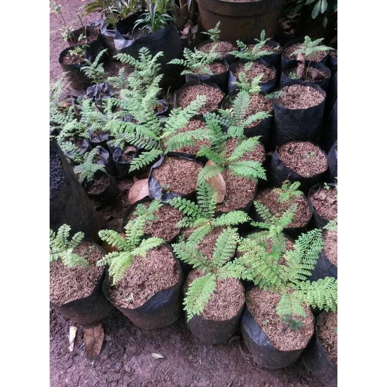 Jual pusat-benih-terlengkap-. bibit pohon jacaranda jenis pohon ...