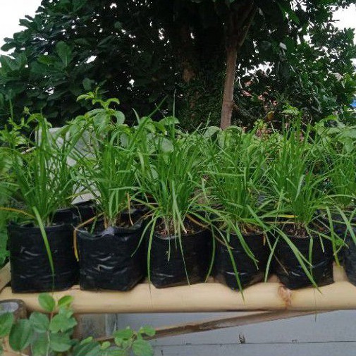 Jual Bibit Tanaman Kucai Sayur/Daun Kucai | Shopee Indonesia