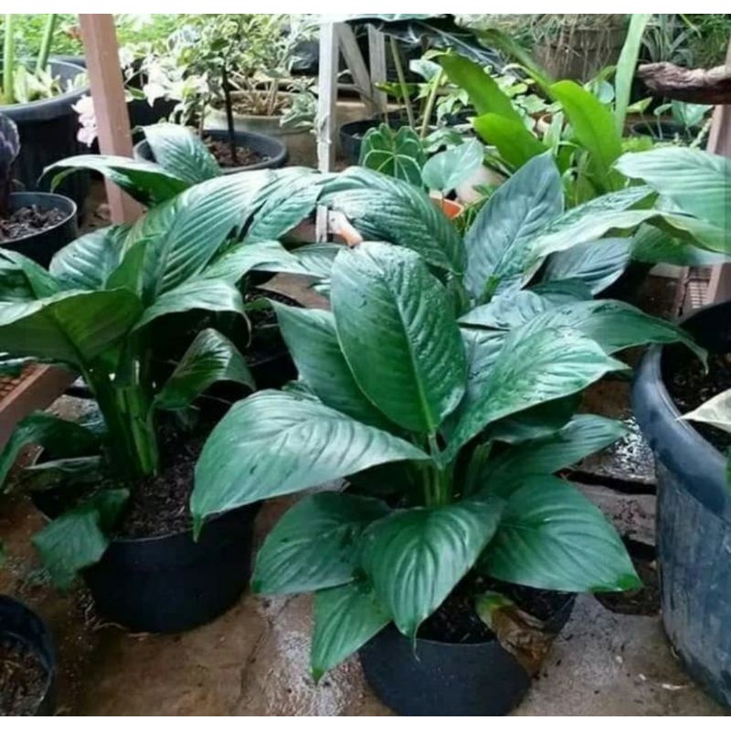 Jual tanaman indor spathiphyllem,Moana loa giant | Shopee Indonesia