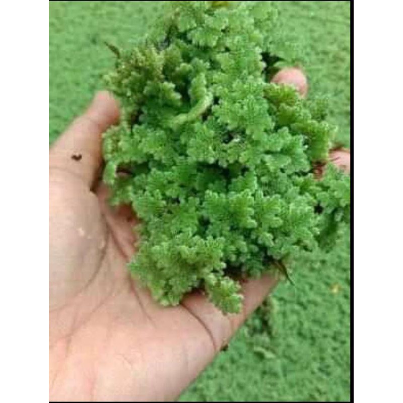Jual bibit azolla 2kg azola micropylla 2kg Indonesia|Shopee Indonesia