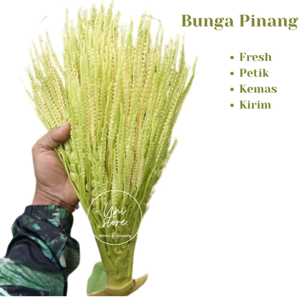 Jual Herbal Bunga Pinang Segar Kemasan 250 Gram - Kembang Jambe - Bunga ...