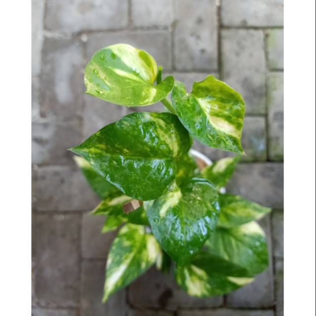 Jual pohon sri gading atau sirih gading variagata | Shopee Indonesia