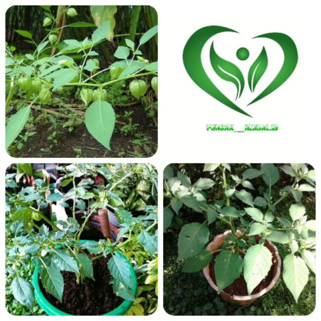 Jual Bibit tanaman cecendet pohon cecendet | Shopee Indonesia