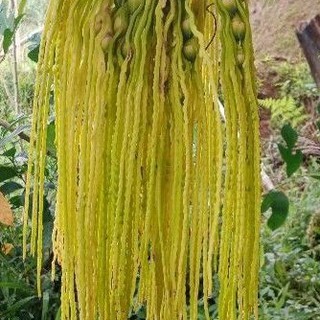 Jual bunga pinang/kembang jame segar/kg | Shopee Indonesia