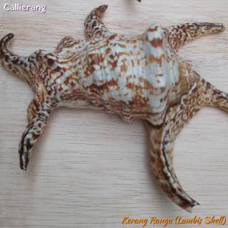 Jual Kulit Kerang / Cangkang Kerang Ranga - Lambis Shell | Shopee Indonesia