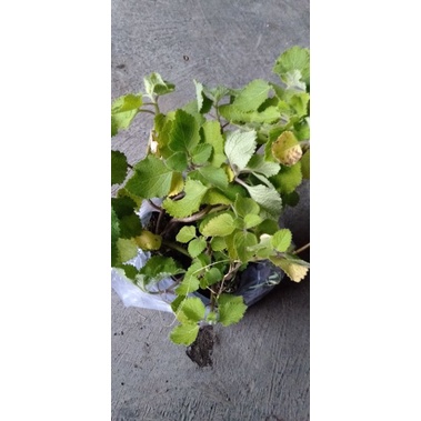 Jual Tanaman Daun Bangun Torbangun minim order 4 pohon | Shopee Indonesia