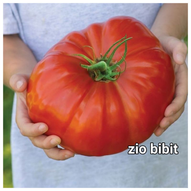 Jual 10 Biji Benih Tomat Raksasa Langka Tomat Jumbo | Shopee Indonesia