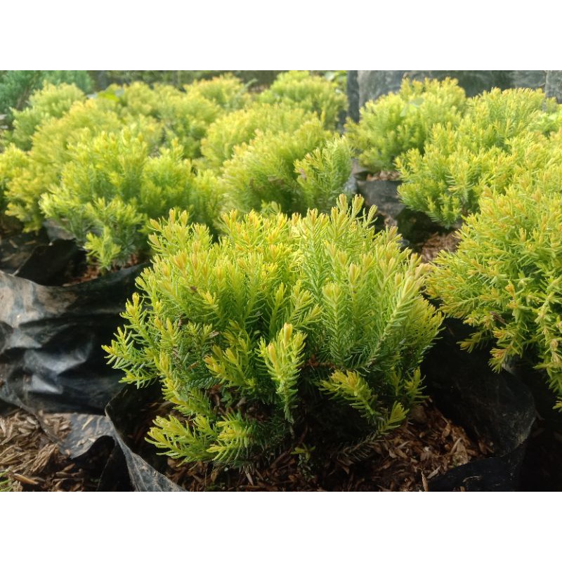 Jual Bunga Cemara Ren Gold / Tanaman Hias Cemara Ren Gold / Bunga ...