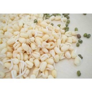 Jual Kecambah Pendek / Tauge Rawon / Toge Kecil 100 Gr | Shopee Indonesia